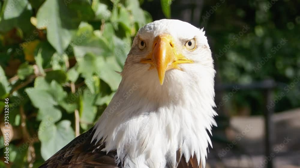 Bald Eagle head close-up looking at camera. Stock Video | Adobe Stock