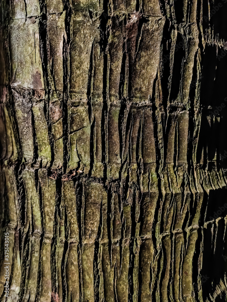 This is the coconut trees bark close-up shot when sunlight fall on this ...