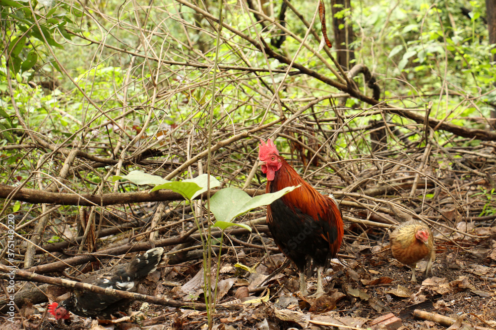 The red junglefowl is a tropical bird in the family Phasianidae. Red ...
