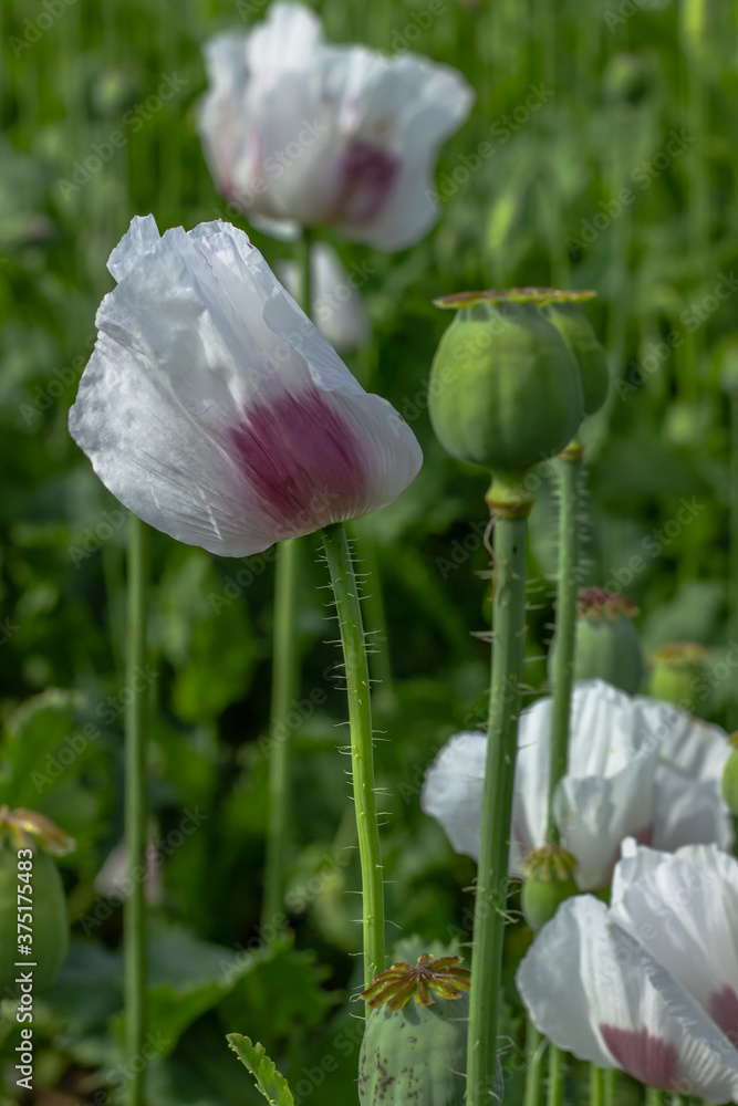 White Poppy Seeds Flower