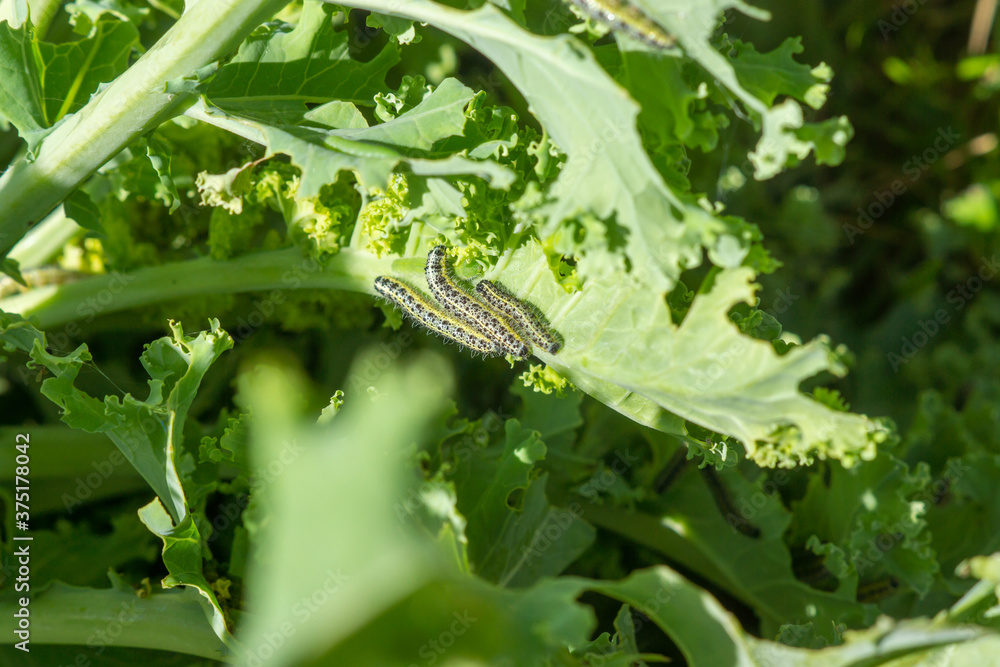 Cabbage butterfly caterpillars eat cabbage leaves. Garden pests Stock ...