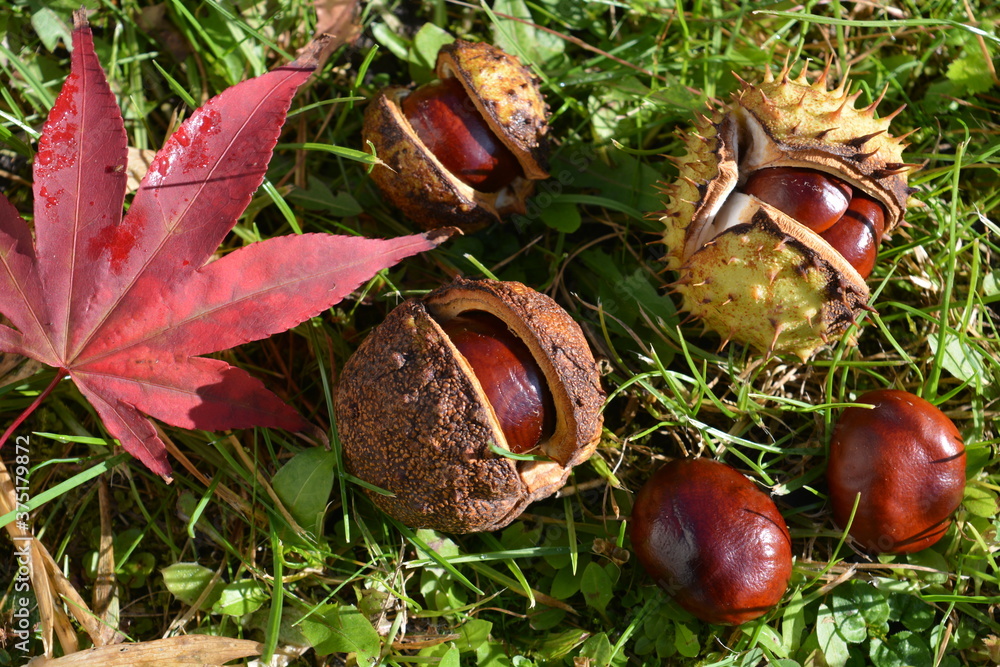 Glossy, brown horse chestnut seeds, also known as conkers Stock Photo ...