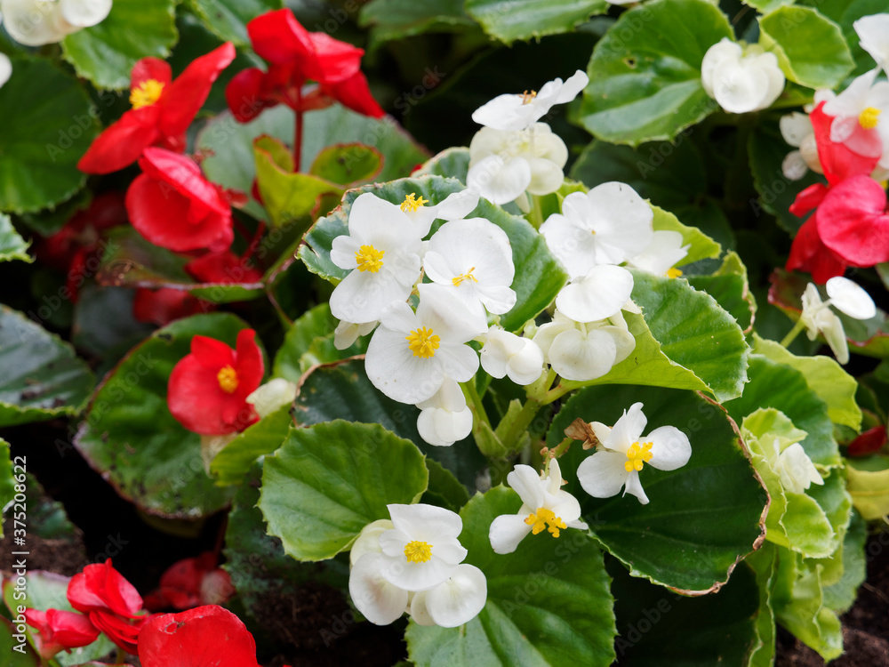 Bégonia annuel ou begonia semperflorens à floraison blanc nacré et ...