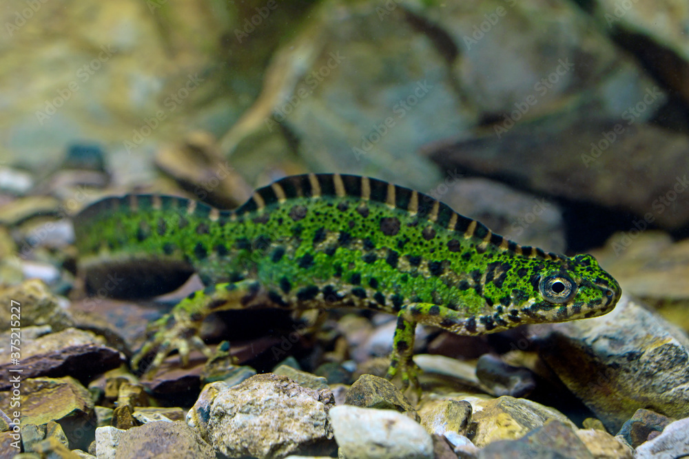Foto de Southern marbled newt / Zwerg-Marmormolch (Triturus pygmaeus ...