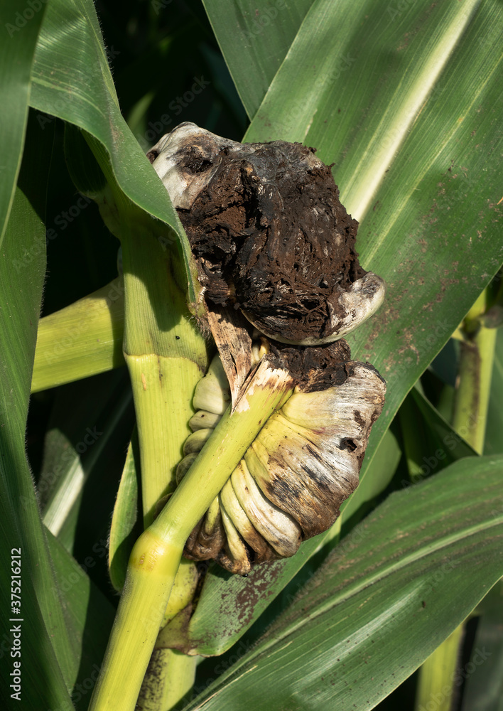 Closeup ear of corn on the cob on the stalk, in husks, in farm corn ...