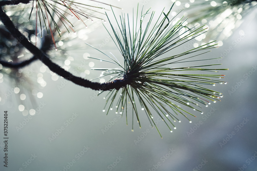 Pine tree filled with dropets as the sun rises Stock Photo | Adobe Stock