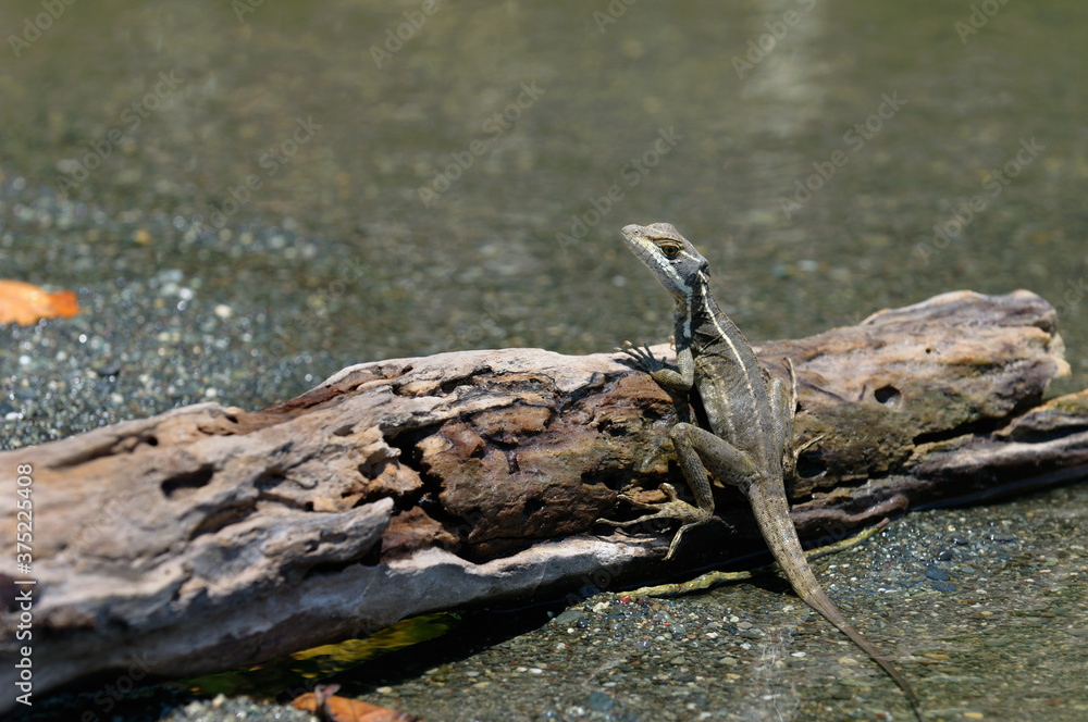 Female Brown Basilisk Jesus Christ Lizard basking on a log by the water ...