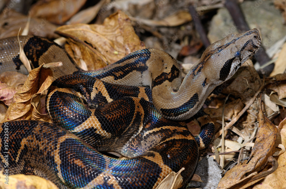 Coiled boa constrictor on leaf litter in tropical jungle of Costa Rica ...