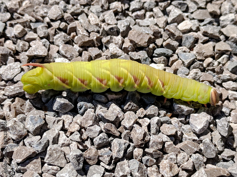 Great Ash Sphinx Moth caterpillar (larva) in Ontario, Canada. Stock ...