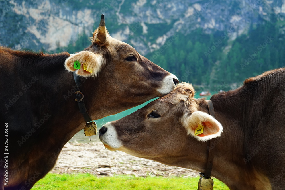Cute cows kissing on Lago di Braies Stock Photo | Adobe Stock