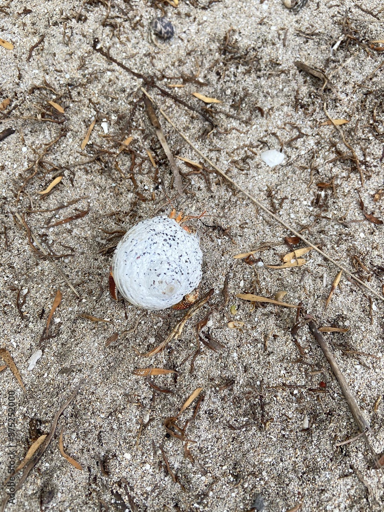 Bernard l'hermite sur une plage à Rangiroa, Polynésie française Stock ...