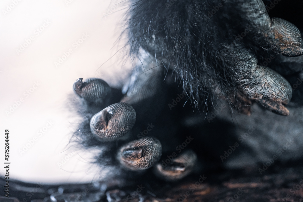 Affe Hand Affenhand Affenfinger Affenhaut Affenhaare Affenfell makro ...