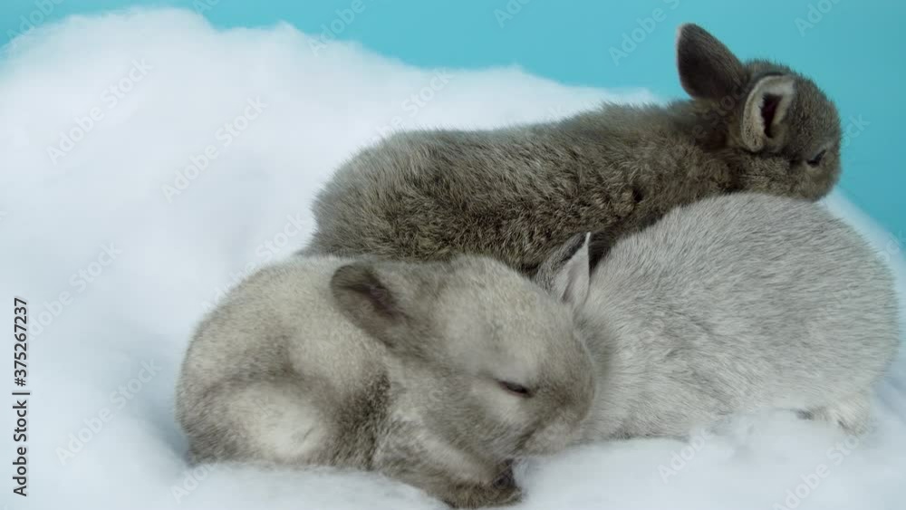 Three adorable newborn puppy bunny sleep together on cotton bed blue ...