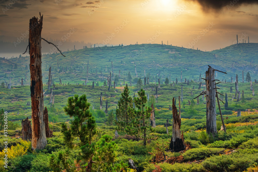 Forest restoration and regrown several years after a wildfire. Dramatic ...