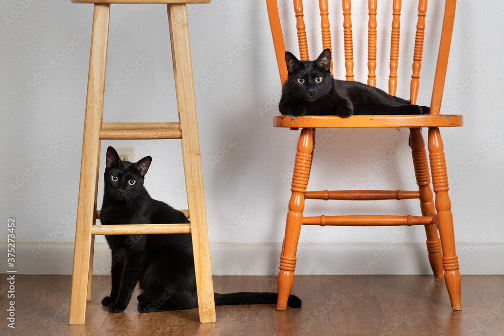 Two black cats one laying on a chair one black kitty underneath a bar ...