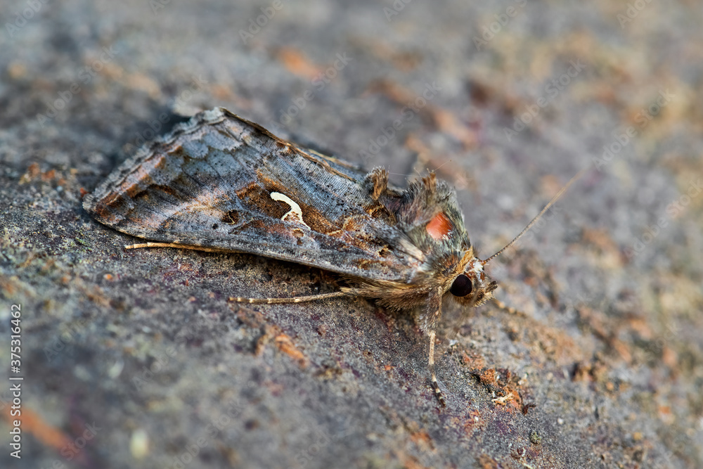 Silver Y moth - Autographa gamma, special hidden moth from European ...