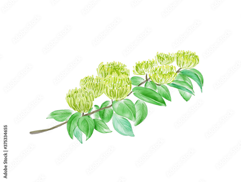 Watercolor Illustration of Wild Honeysuckle (Lonicera confusa), with ...
