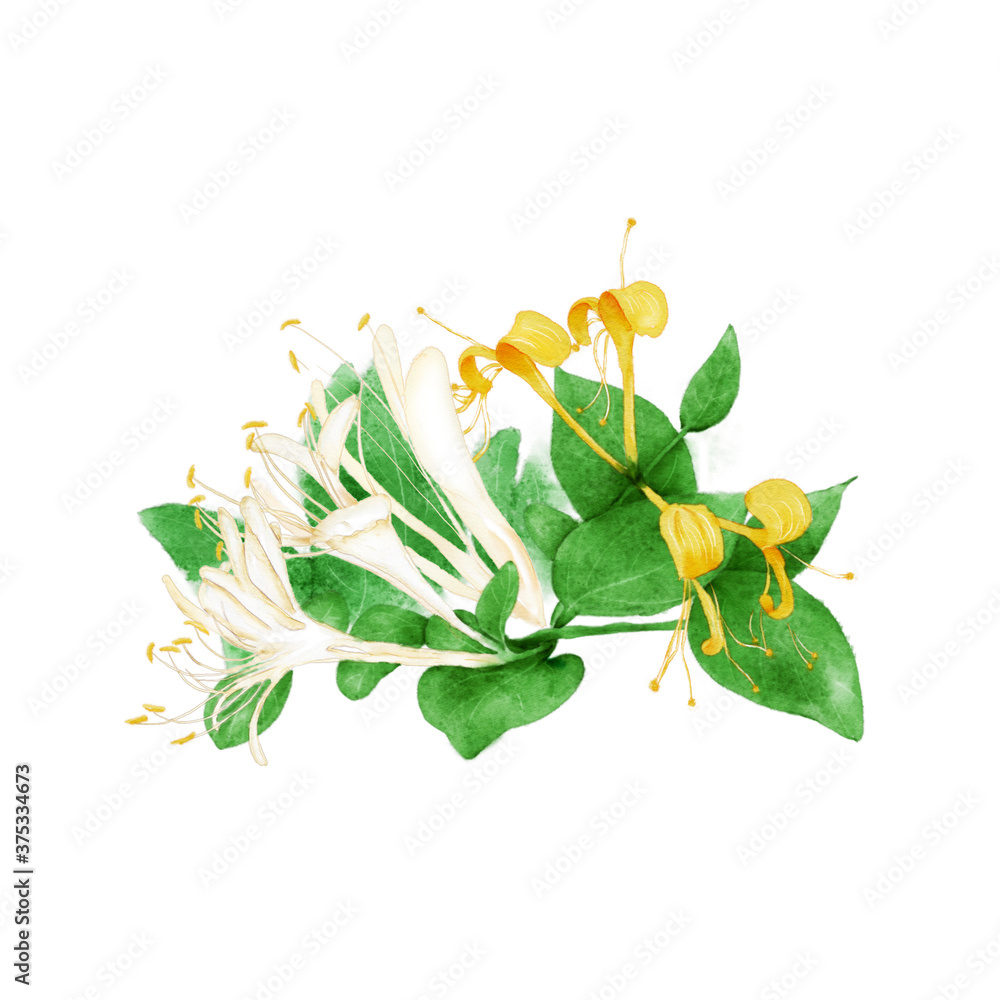 Watercolor Illustration of Golden-and-silver Honeysuckle (Lonicera ...