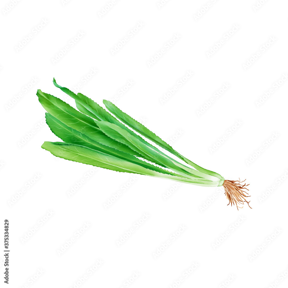 Watercolor Illustration of Fresh Culantro, which is a commonly used ...