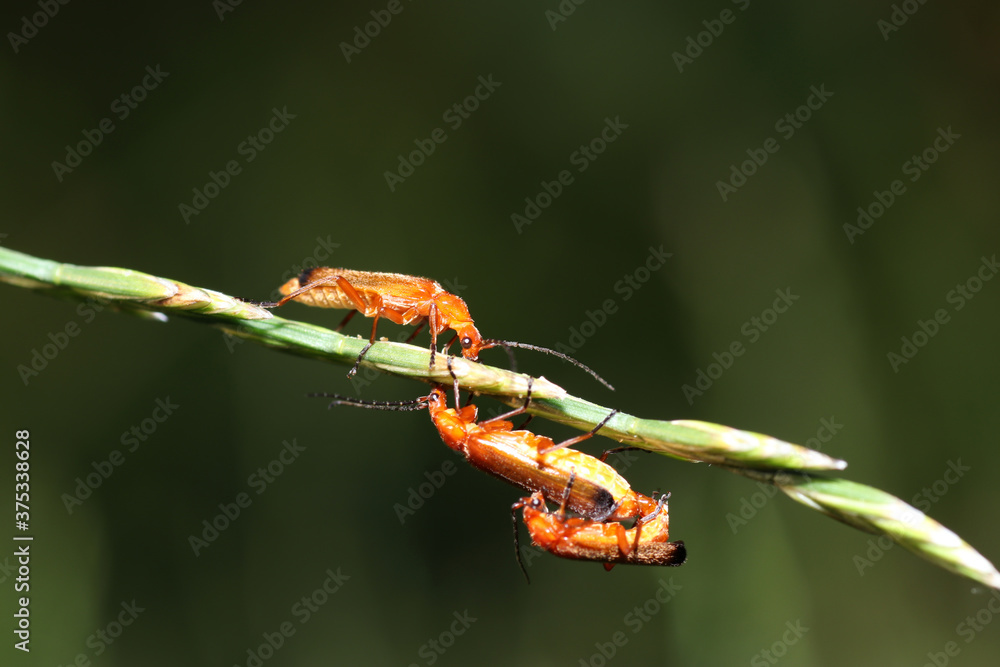Mating process of common red soldier beetles on a stem of a plant Stock ...