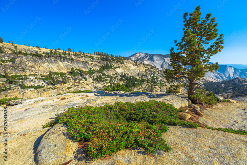 trees of Olmsted Point in Yosemite National Park, California, United ...