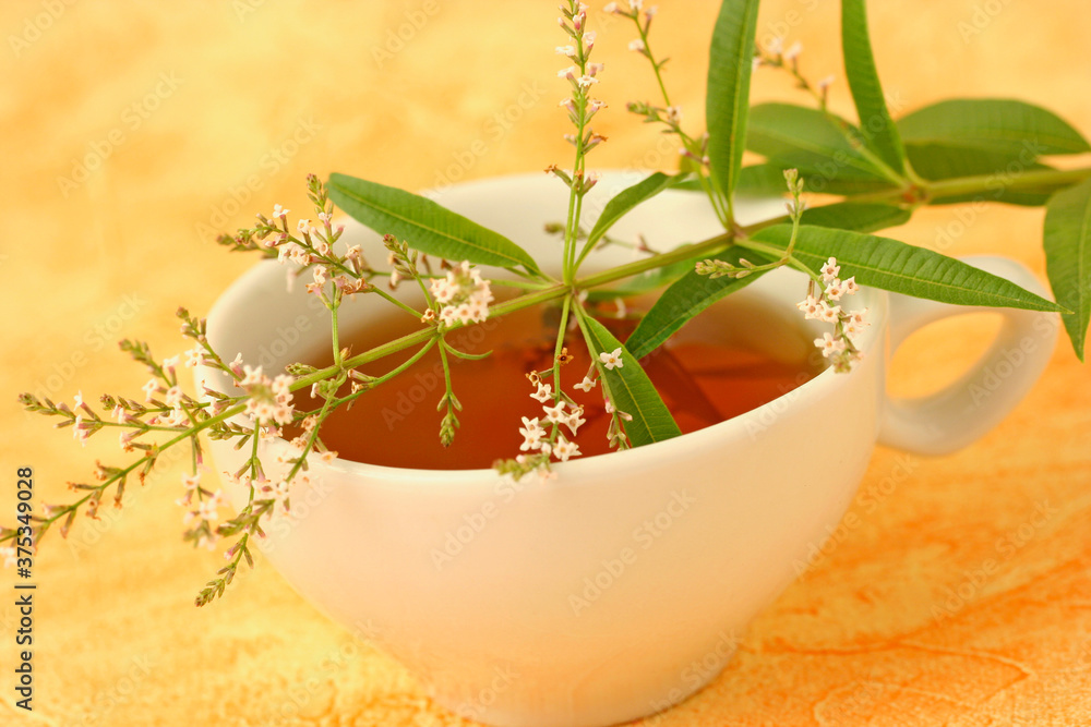 Lemon verbena infusion. Lippia citriodora. Stock Photo | Adobe Stock
