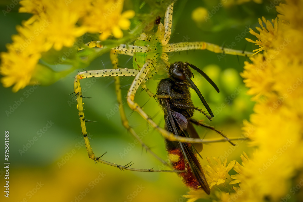 Close up of a Green lynx spider (Peucetia viridans) that has captured a ...