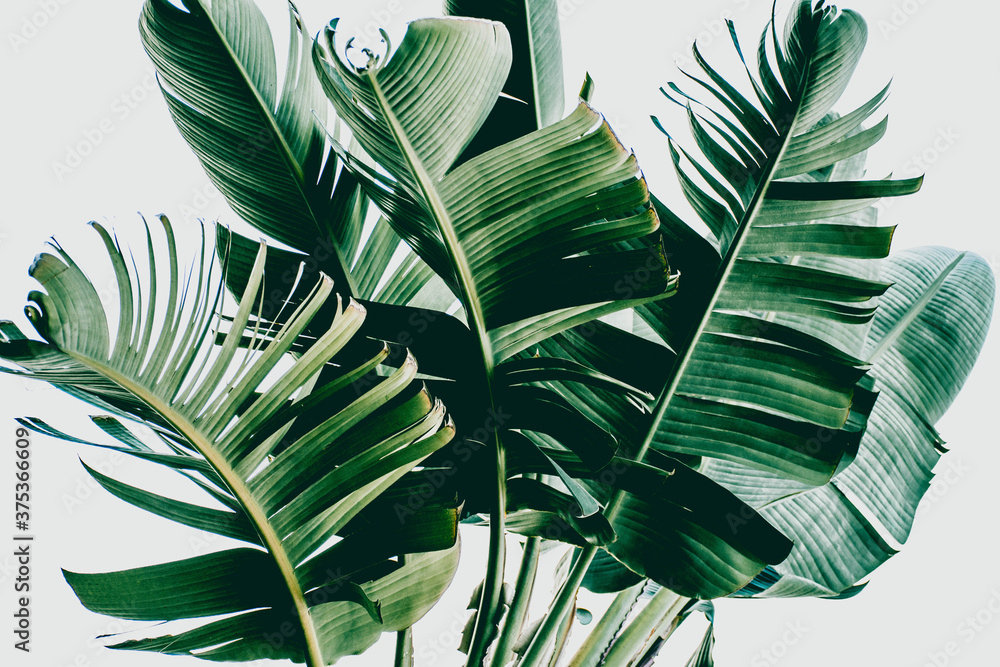 Palm leaf Stock Photo | Adobe Stock