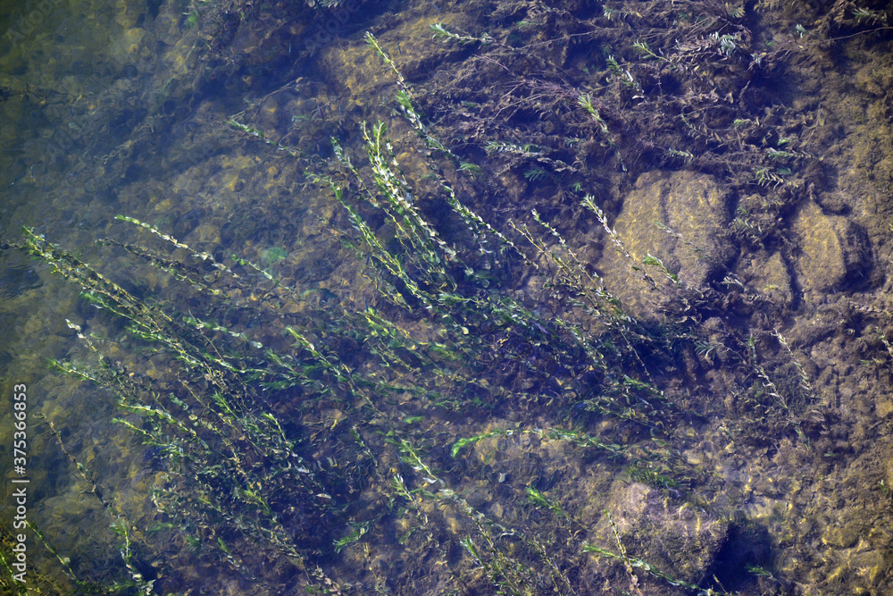 Algae at the bottom of the fast and clean Ural river. Natural ...