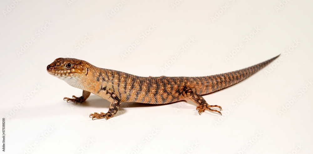 Cunninghams Stachelskink, Stachelschwanz-Skink / Cunningham's spiny ...
