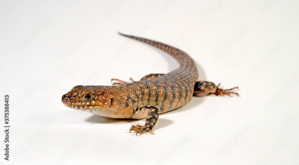 Cunninghams Stachelskink, Stachelschwanz-Skink / Cunningham's spiny ...