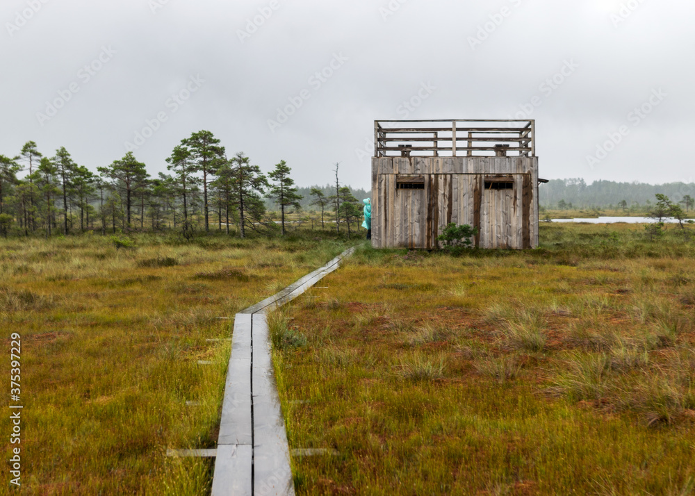 traditional bog landscape with wet trees, grass and bog moss in the ...