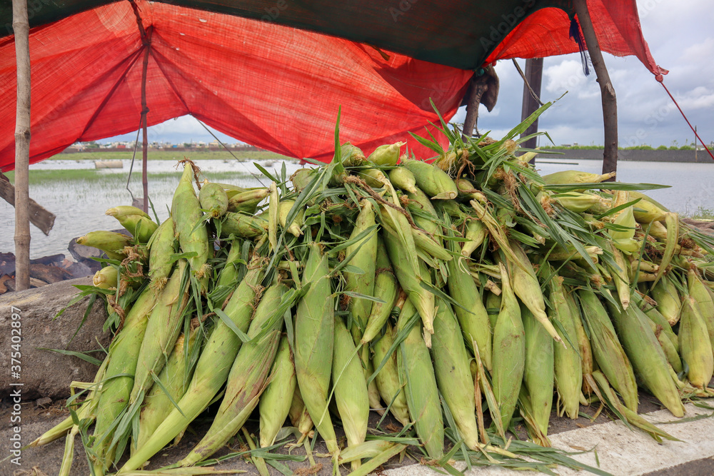 Pile of sweet corn. Roadside bhutta (Corn) shop in India. Stock-Foto ...