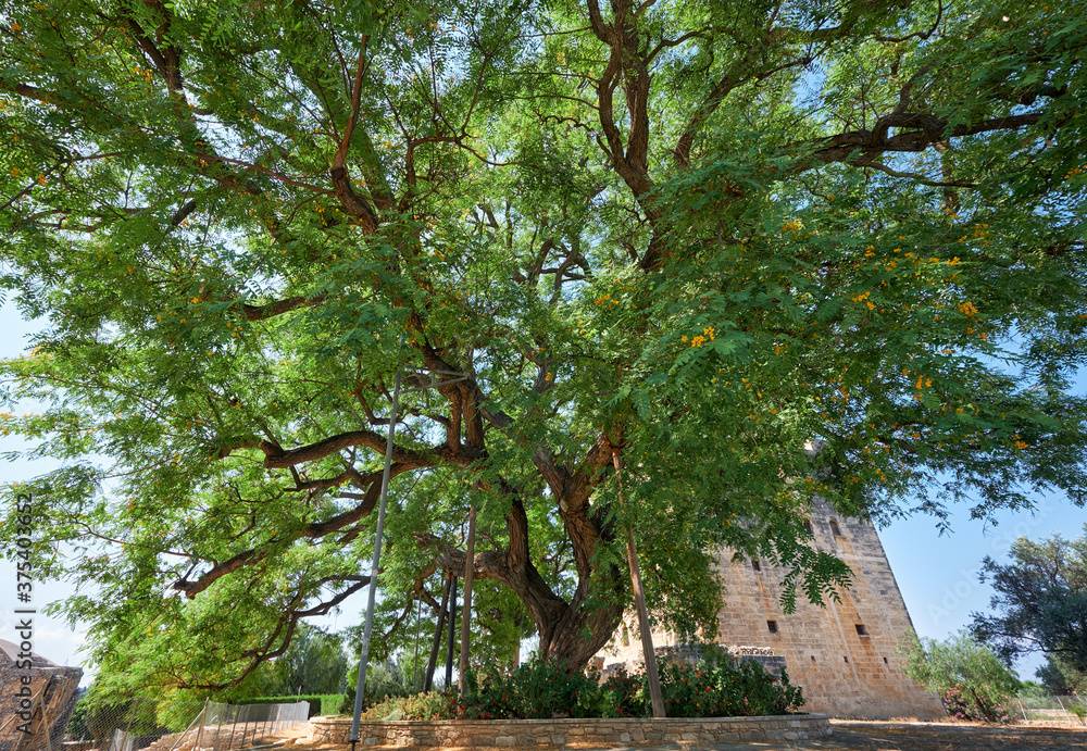 The rosewood Tipuana tipu tree growing by the Kolossi castle. Kolossi ...