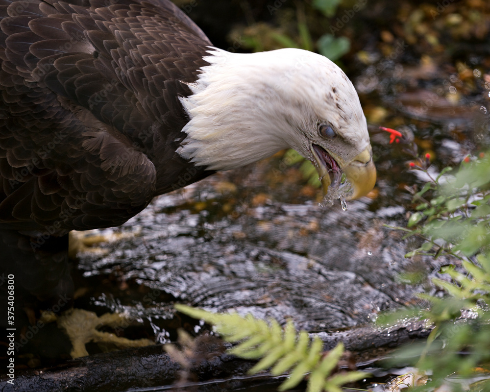 Bald Eagle stock photo. Bald Eagle head close-up profile view drinking ...