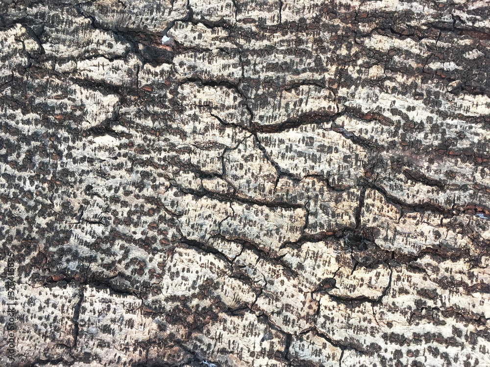 Background texture of tree bark. Skin the bark of a tree that traces ...