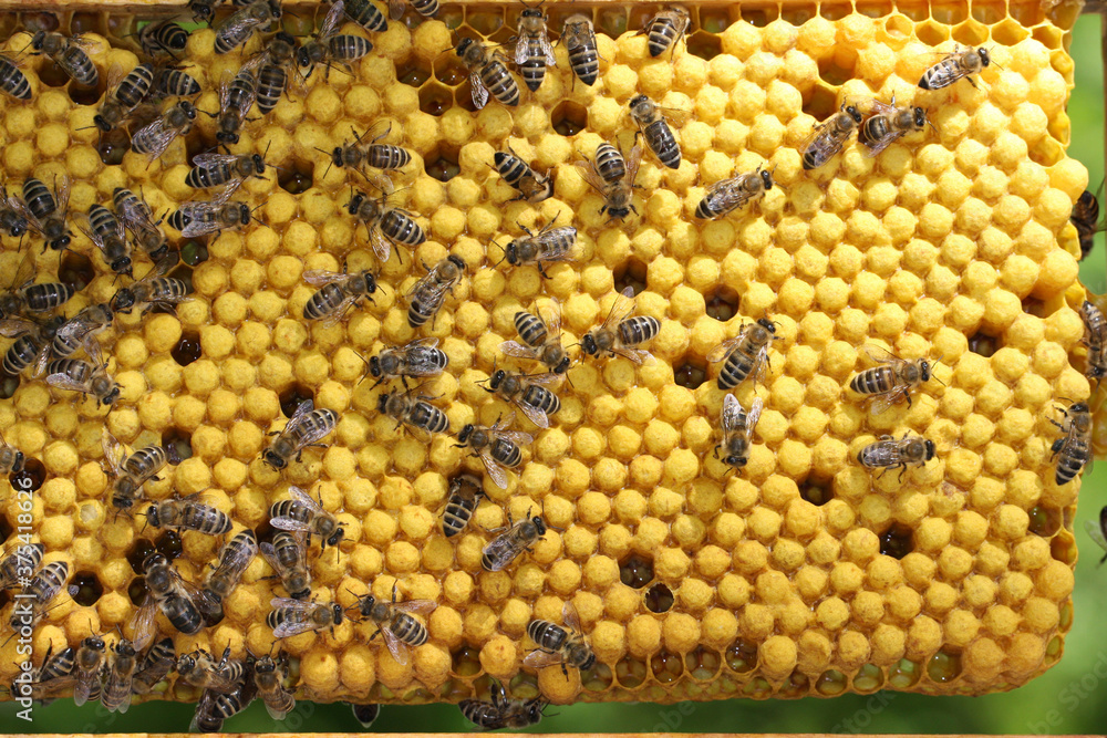 Foto de Drohnen, Drohnenwabe, Bienen, Honigbienen, Apis mellifera L ...