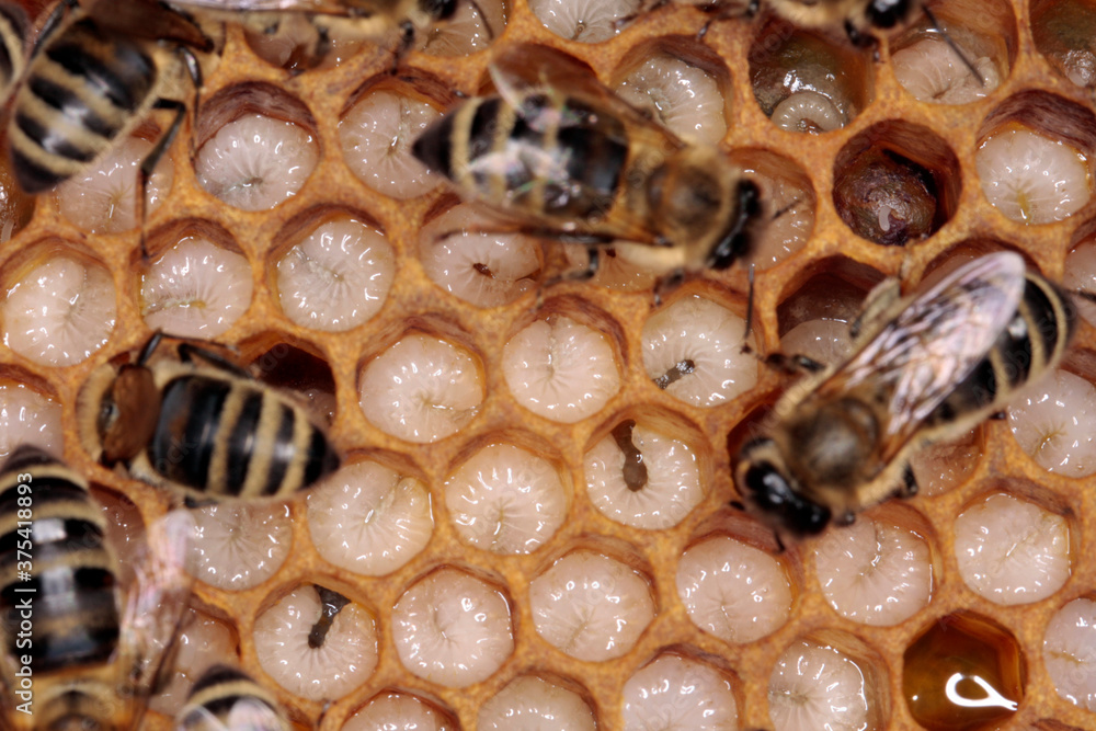 Bienen, Honigbienen, Bienenbrut, Bienenwaben, Apis, Apis mellifera ...