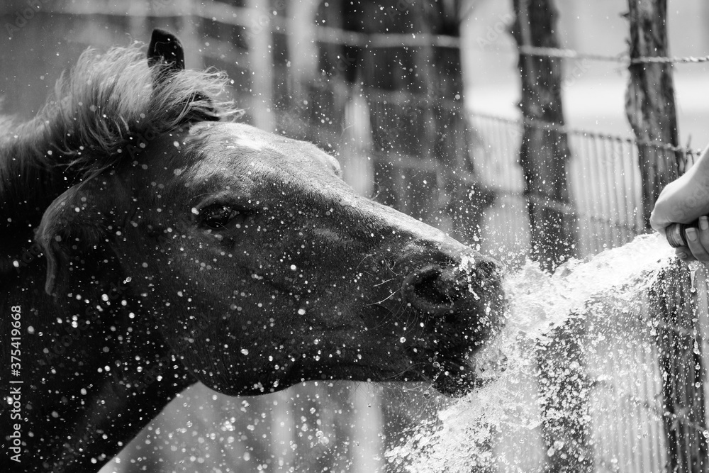 Colt horse in water getting drink for young animal hydration concept in ...