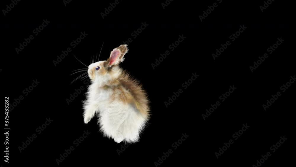 Rabbit Dancing CG fur, 3d rendering,Animation Loop, animal realistic ...
