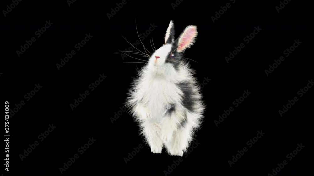 Rabbit Dancing CG fur, 3d rendering,Animation Loop, animal realistic ...