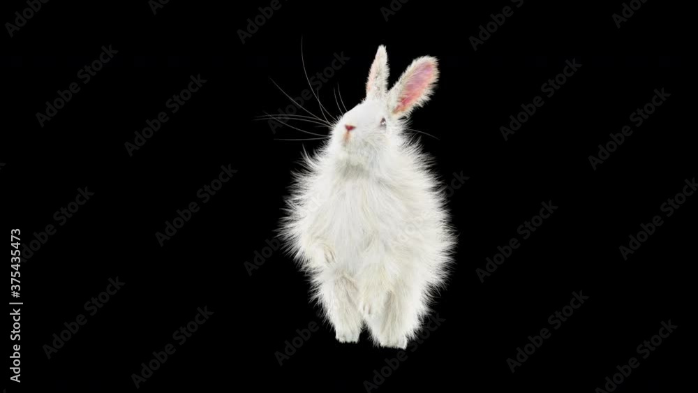 Rabbit Dancing CG fur, 3d rendering,Animation Loop, animal realistic ...