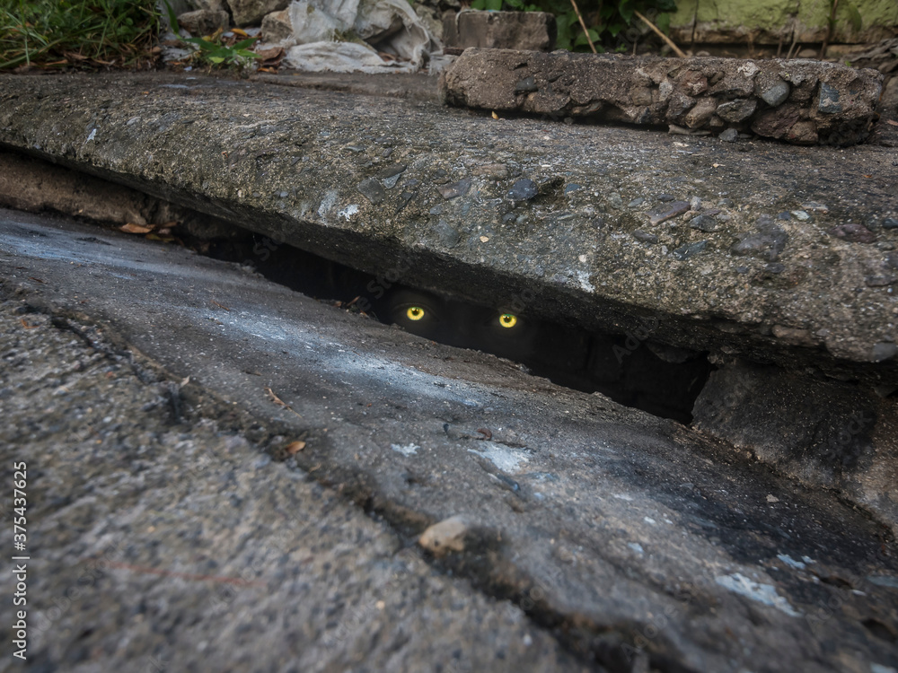 Creepy and sinister yellow glowing eyes from below the sewer drain ...
