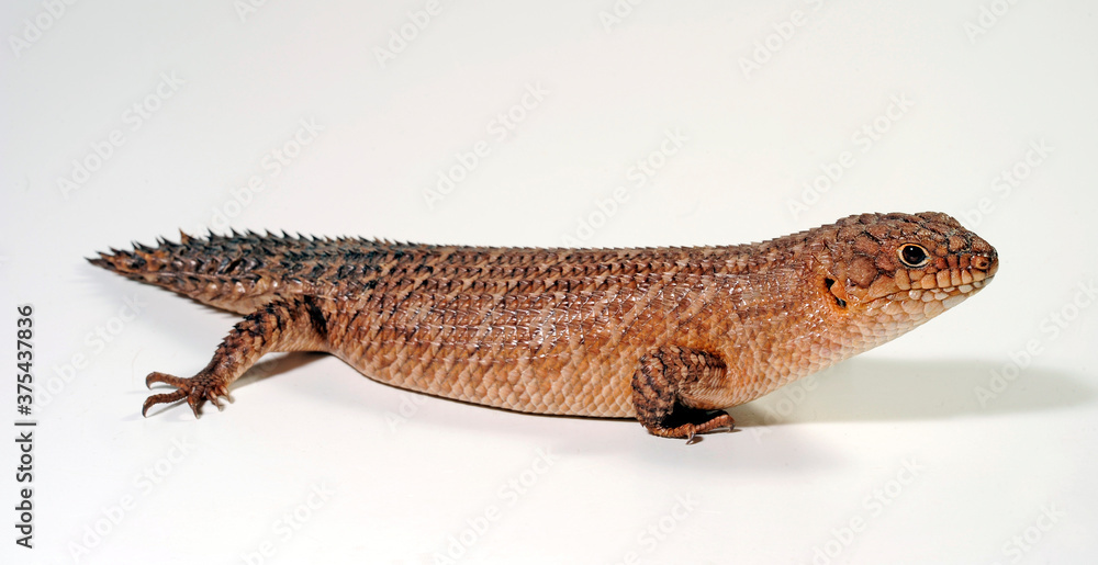 Gidgee Spiny-tailed Skink / Stachelschwanzskink (Egernia stokesii ...