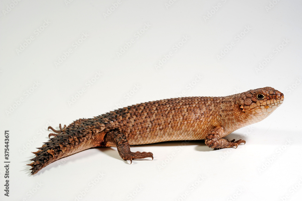 Gidgee Spiny-tailed Skink / Stachelschwanzskink (Egernia stokesii ...