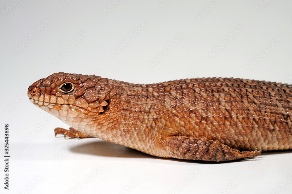 Gidgee Spiny-tailed Skink / Stachelschwanzskink (Egernia stokesii ...