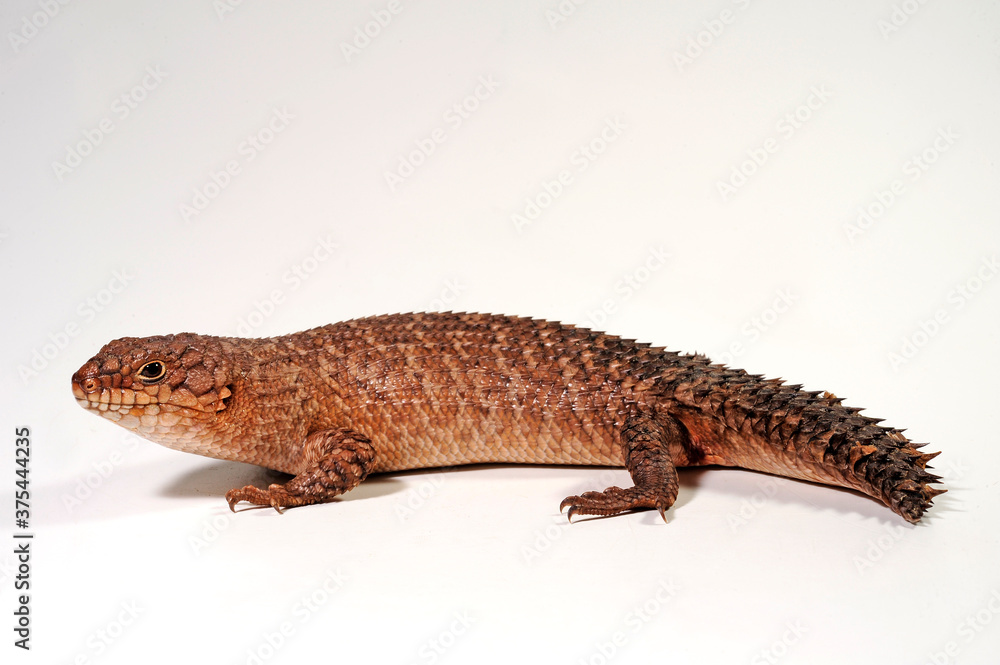 Gidgee Spiny-tailed Skink / Stachelschwanzskink (Egernia stokesii ...