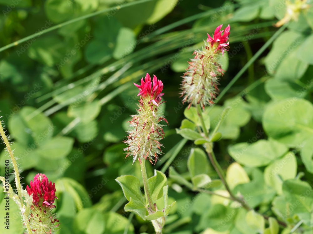 Foto de Trifolium incarnatum | Trèfle incarnat rouge ou trèfle farouche ...