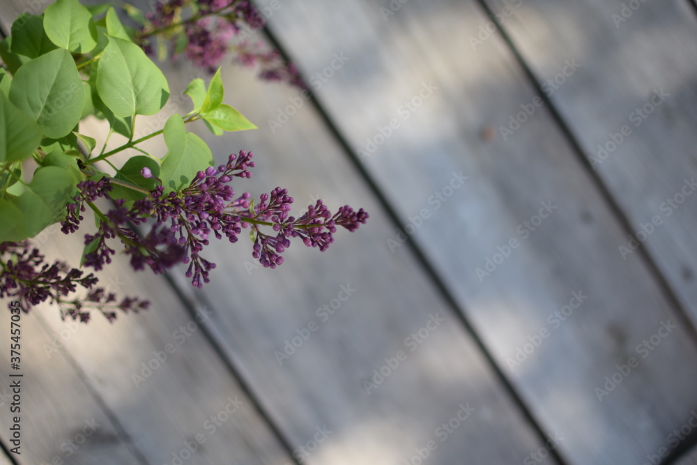 Foto de Arbusto del lilo con flor lila morada y fondo de madera do ...