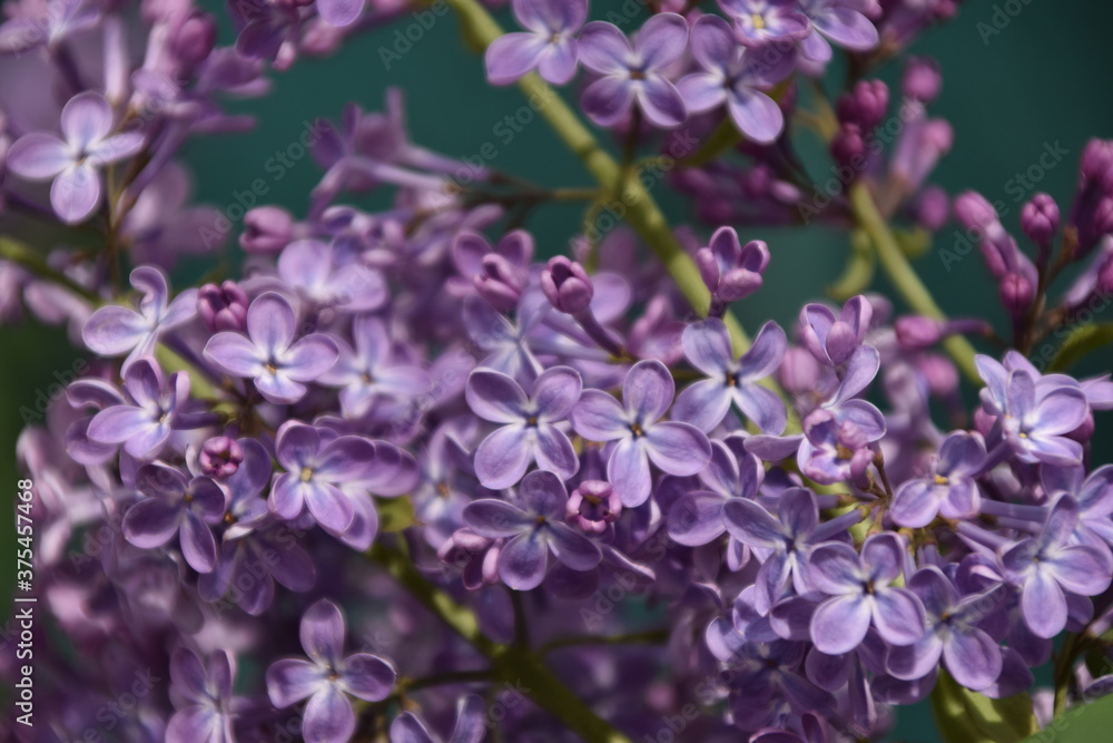 arbusto del lilo, con flor lila morado Stock Photo | Adobe Stock